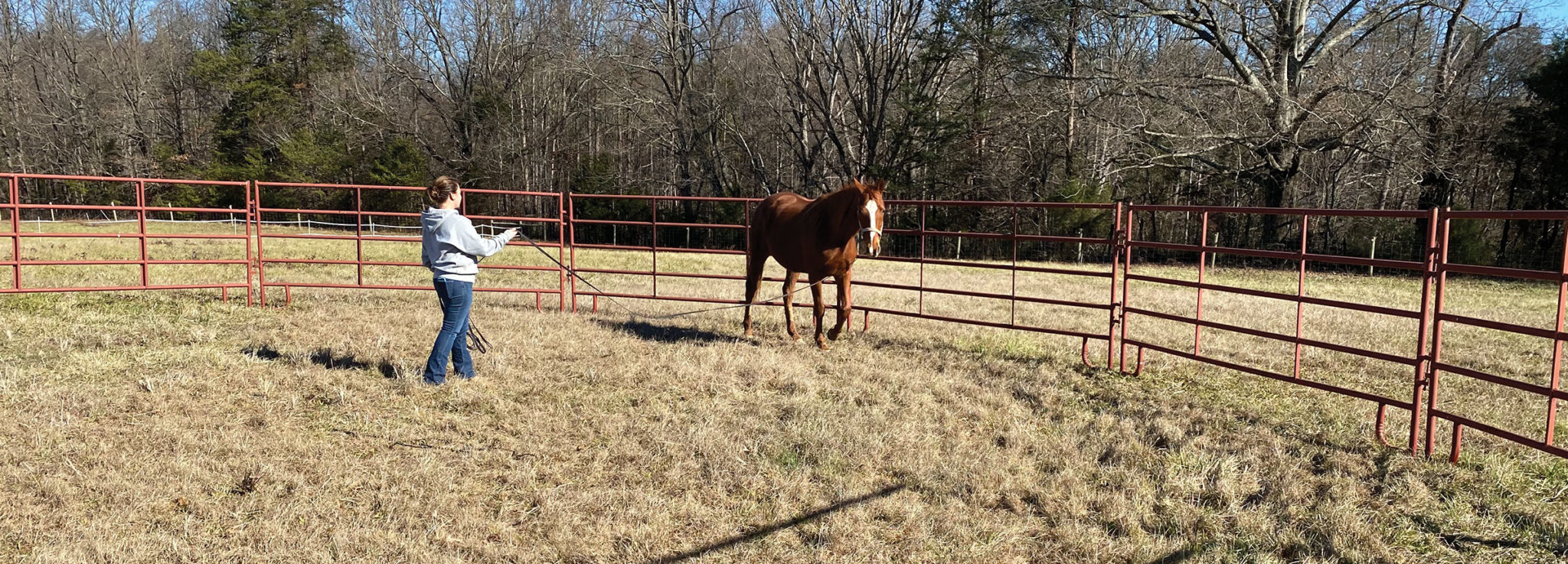 Fostering | Red Dog Farm Animal Rescue Network