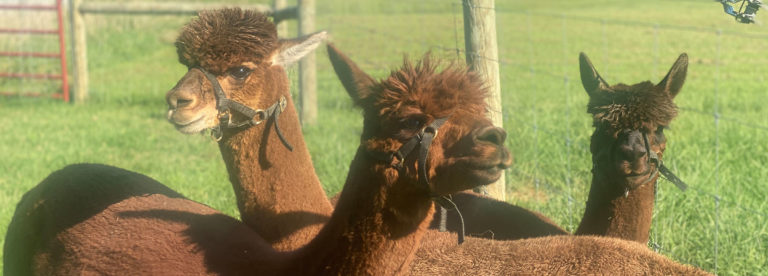 Farm Animals To Adopt | Red Dog Farm Animal Rescue Network