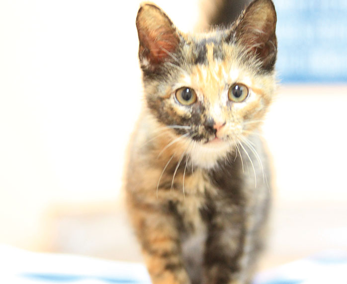 About | Red Dog Farm Animal Rescue Network