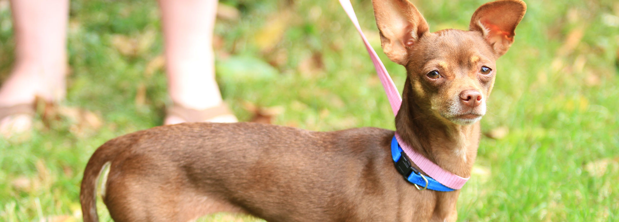 Donate | Red Dog Farm Animal Rescue Network