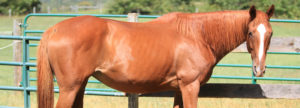 Horses To Adopt | Red Dog Farm Animal Rescue Network