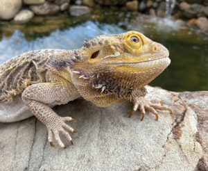 About | Red Dog Farm Animal Rescue Network