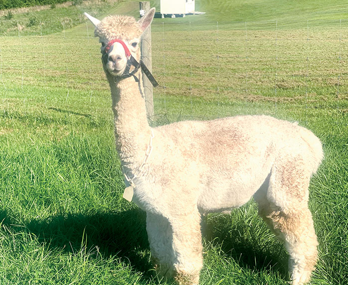 About | Red Dog Farm Animal Rescue Network