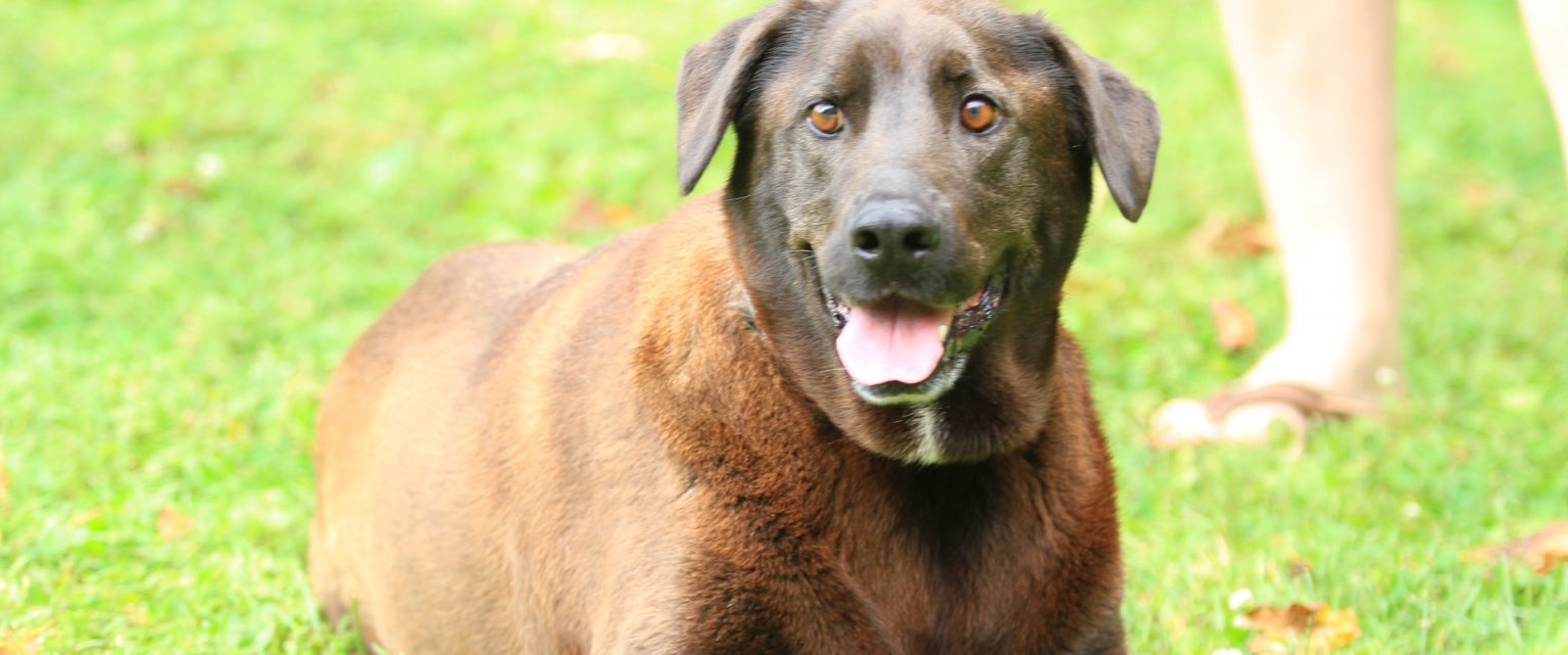 Dogs To Adopt | Red Dog Farm Animal Rescue Network