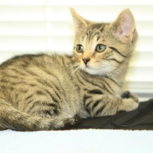 Contact | Red Dog Farm Animal Rescue Network