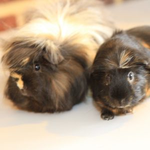 Contact | Red Dog Farm Animal Rescue Network