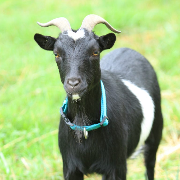 Contact | Red Dog Farm Animal Rescue Network