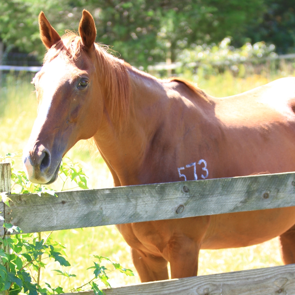 Contact | Red Dog Farm Animal Rescue Network