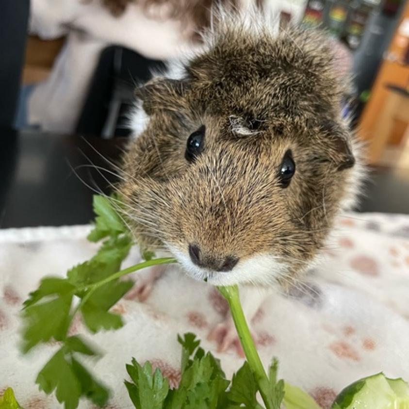 Dog Wash & Piggie-palooza Event | Red Dog Farm Animal Rescue Network