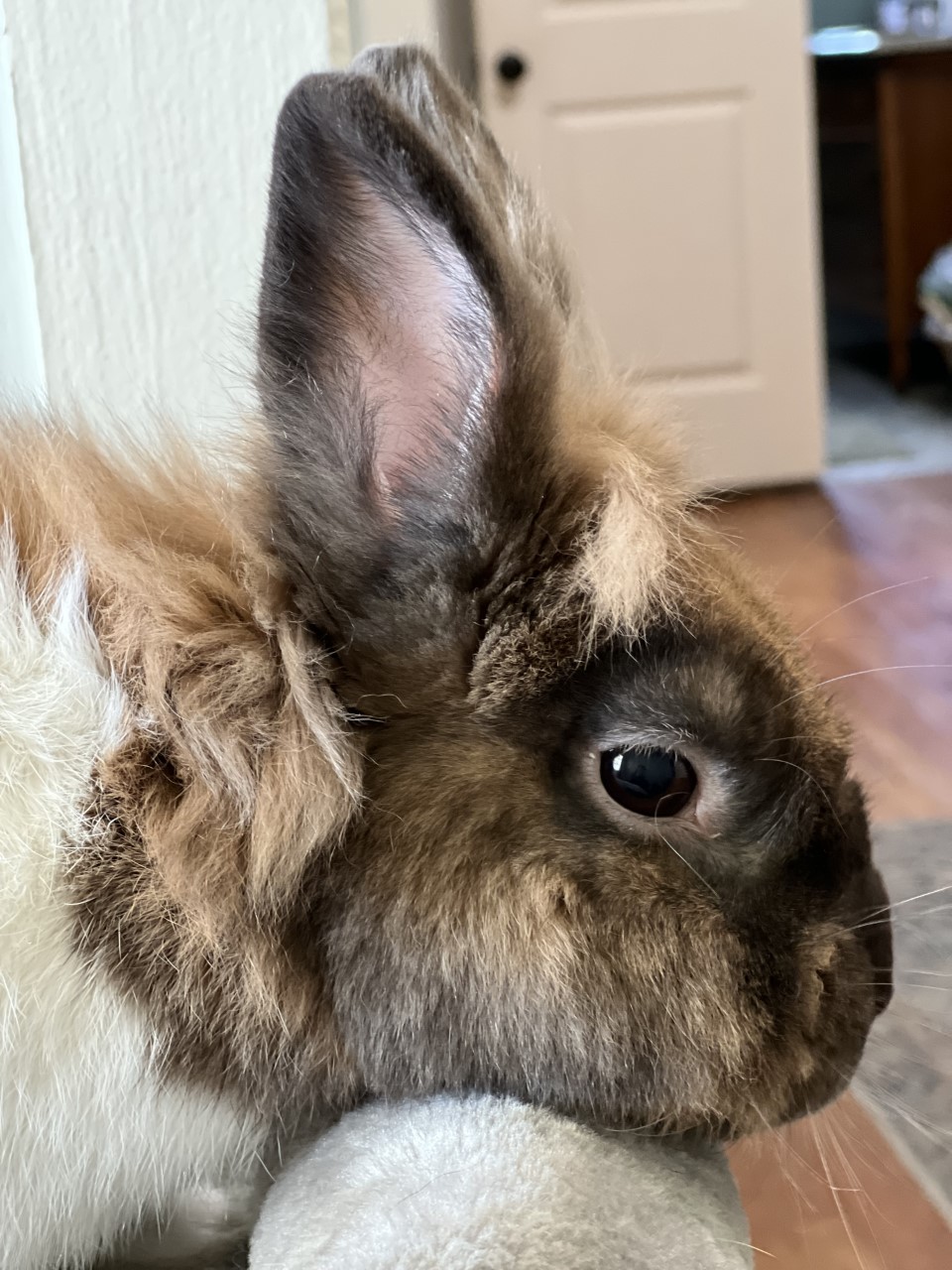 Dog Wash & "Bunny Bonanza" Event | Red Dog Farm Animal Rescue Network